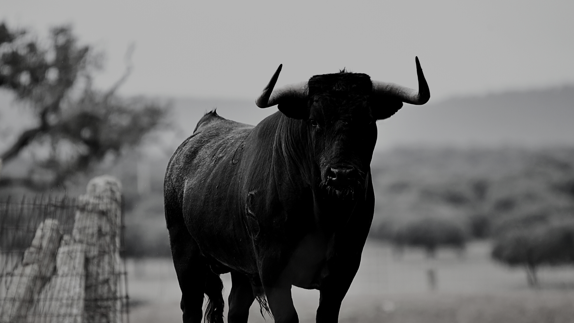 Resultados y Pruebas archivos - Tauroinnova